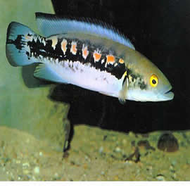 Bocón marmorata | Expobusiness